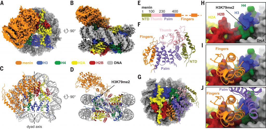 Menin “reads” H3K79me2 mark in a nucleosomal context – Cryo-EM facility